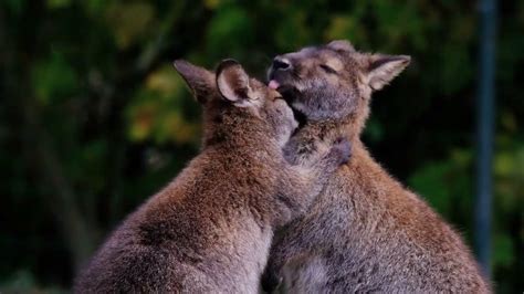 캥거루 왈라비 Youtube
