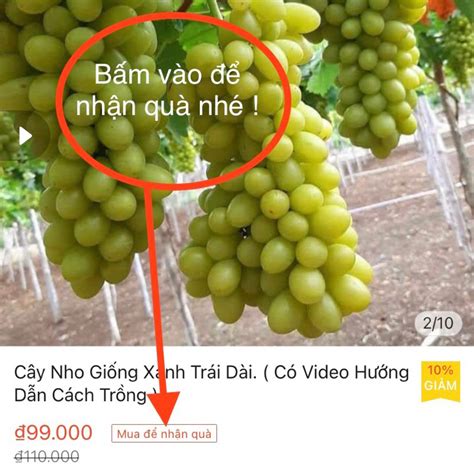 Mua Cây Nho Giống Xanh Trái Dài Có Video Hướng Dẫn Cách Trồng Giá