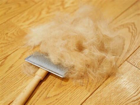 猫の毛の掃除を簡単に！場所別の方法と便利アイテムを紹介！ 暮らしの知識 オリーブオイルをひとまわし