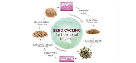All You Need To Know About Seed Cycling For Hormonal Imbalance