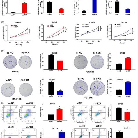 The Aberrant Expression Of FXR Affects The Proliferation And Apoptosis
