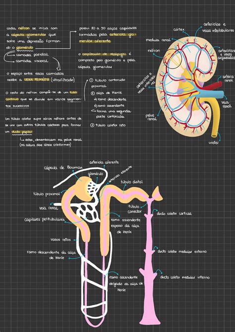 Sistema renal Anatomia Veterinária I