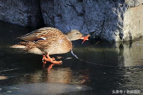 野鴨子吃上大紅蝦了 每日頭條