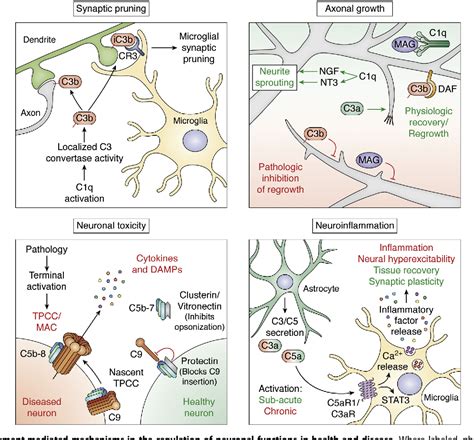 Figure 1 From The Complement Cascade In The Regulation Of Neuroinflammation Nociceptive