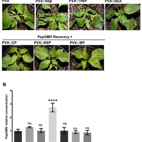 Post Transcriptional Gene Silencing Ptgs Suppressor Silencing