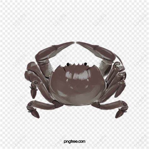 꽃게 이미지 사진 및 Png 일러스트 무료 다운로드 Lovepik