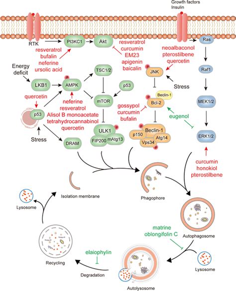 Main Autophagic Pathways And Representative Autophagy Modulating