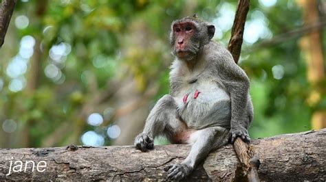 Monkey Jane Alone 326 Monkeys Youtube