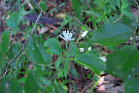 Symplocos Modesta Flickr