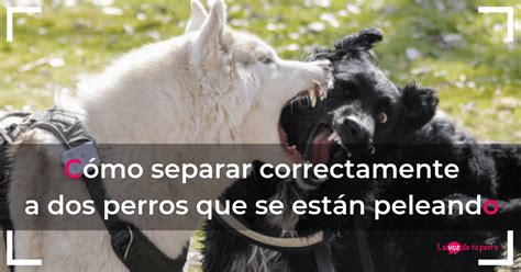 Cómo Separar Correctamente Dos Perros Si Se Están Peleando
