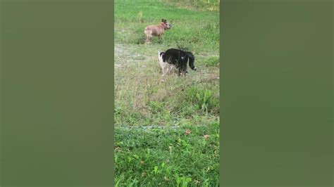 2 Słodziaki Youtube