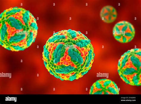 Louis Encephalitis Hi Res Stock Photography And Images Alamy