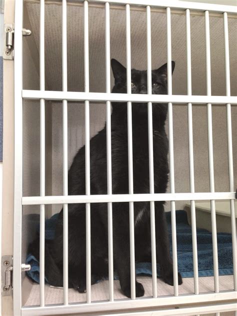 Exclusively Cats Veterinary Hospital Blog What Is That Bump Cutaneous Mast Cell Tumors In Cats