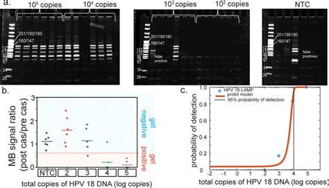 Loop Mediated Isothermal Amplification LAMP Lower Limit Of Detection Download Scientific