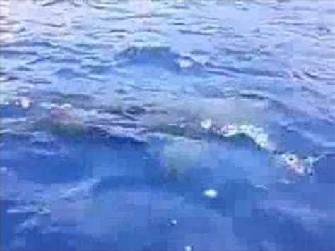 Portato In Salvo Da Dei Surfisti Cucciolo Di Squalo Bianco
