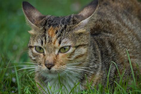 Cat Free Photo On Pixabay Pixabay