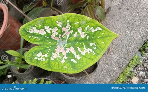 Gabi Gabi Leaf With Light Pink Dot Stock Image Image Of Pink Gabi