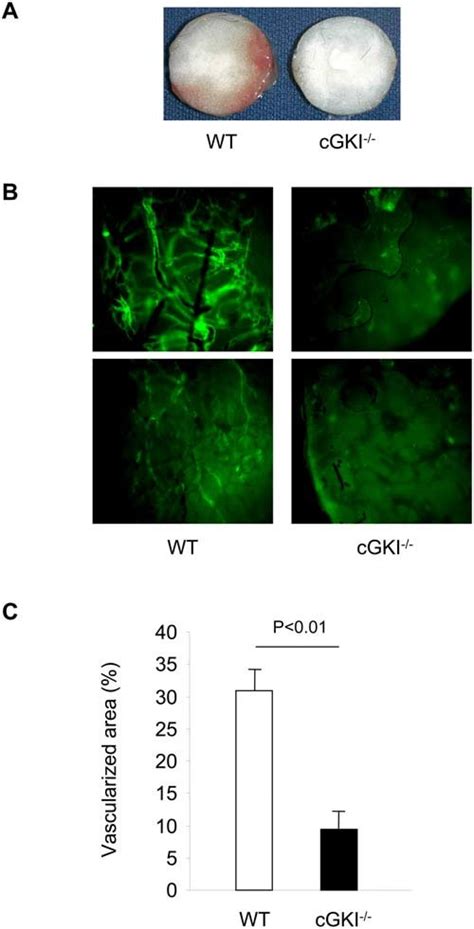 Growth Of Vessels In The Neovascularization Disc Model Of Cgki 2 2 And