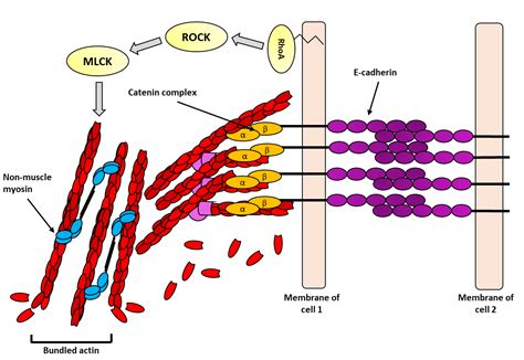 What Is The Actin Cytoskeleton