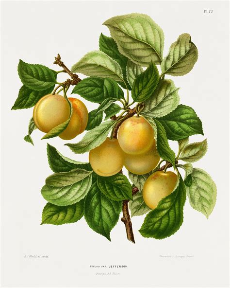 Pruim Var Jefferson Prune Chromolithograph Free Photo Illustration