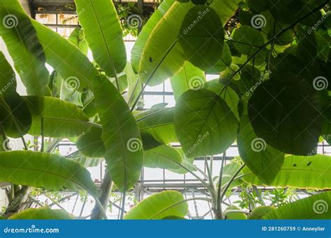 Banana Tree Musa Basjoo Stock Image Image Of Gardening 281260759