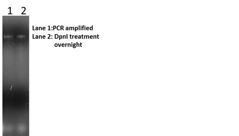 Can Anyone Help Me With Dpni Mediated Site Directed Mutagenesis