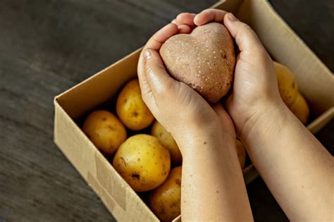 감자로 가득 찬 상자에 하트 모양의 못생긴 야채 감자를 들고 있는 여성의 손 정사각형 못생긴 음식 갈색에 대한 스톡 사진 및