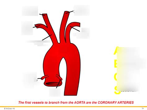 Abcs Continued Diagram Quizlet