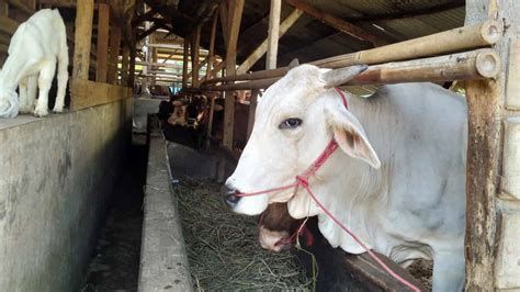Jelang Idul Adha Pengusaha Sapi Lokal Di Kota Banjar Menanti Cuan