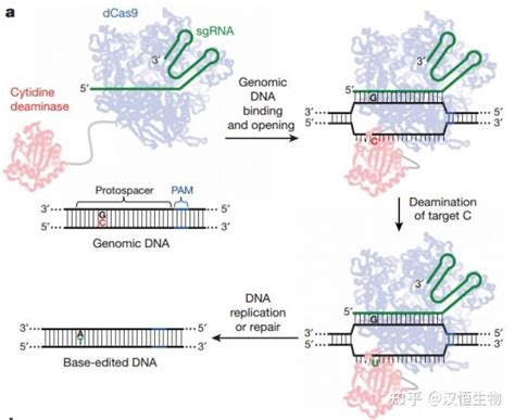 基于crisprcas9的精准基因治疗利器——单碱基编辑技术 知乎