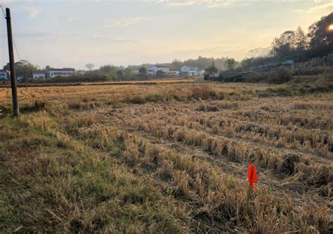 汨罗市桃林寺镇永红村28819亩水田出租 汨罗市农村产权交易中心