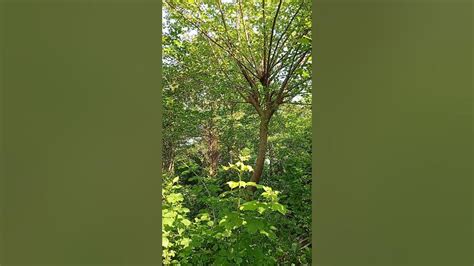 აბა რა ხეა მაგ თუ მიხვდებით ბურთულები რო სბია Youtube