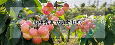 樱桃树新芽尖干枯怎么办 发财农业网