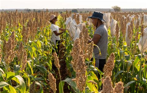 Sorghum Growth And Development Stages Global Collaboration On Sorghum
