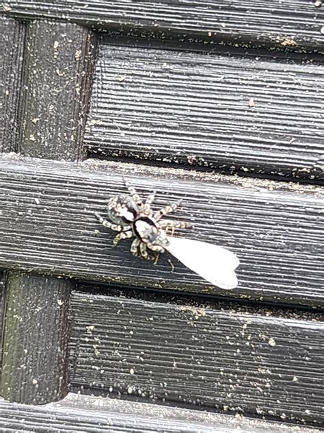 little guy caught a termite alate r jumpingspiders
