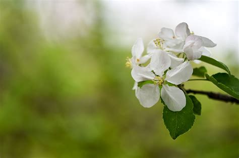 사과 과수원의 아름 답 고 섬세 한 꽃과 사진의 변형 봄 정원 0명에 대한 스톡 사진 및 기타 이미지 0명 3월 4월