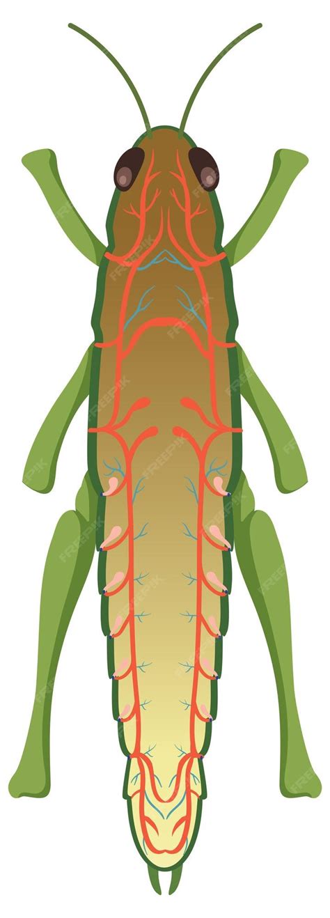메뚜기 호흡기 계통도 무료 벡터