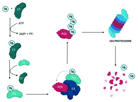 The Ubiquitination Process By The Ubiquitin Proteasome System UPS The
