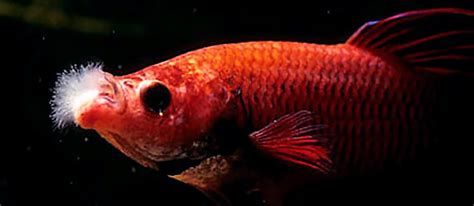 Aquarium Fish Diseases With Pictures Green Aqua