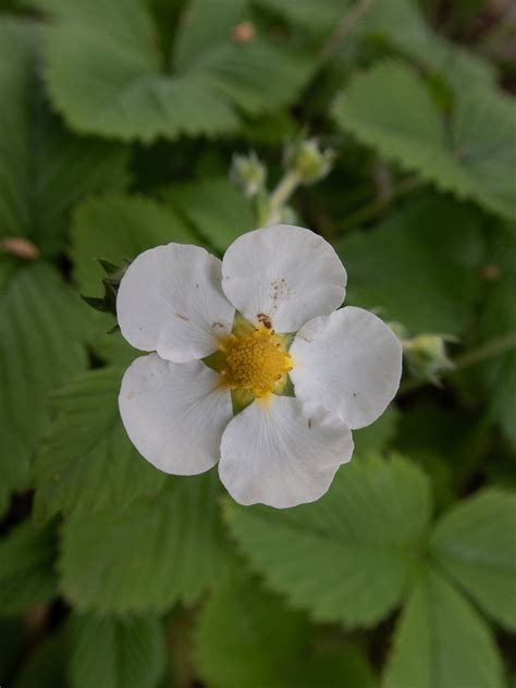 Земляника мускусная (Fragaria moschata)