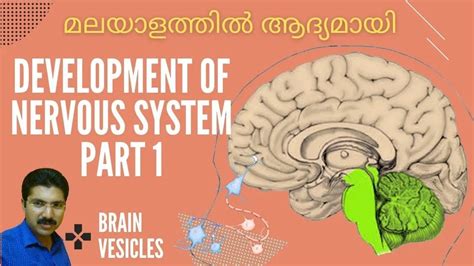 Development Of Nervous System Part 1 Primary And Secondary Brain Vesicles Malayalam Youtube