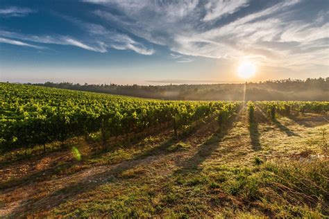Wine Tasting Limo Tour Packages For Wineries In The Hamptons