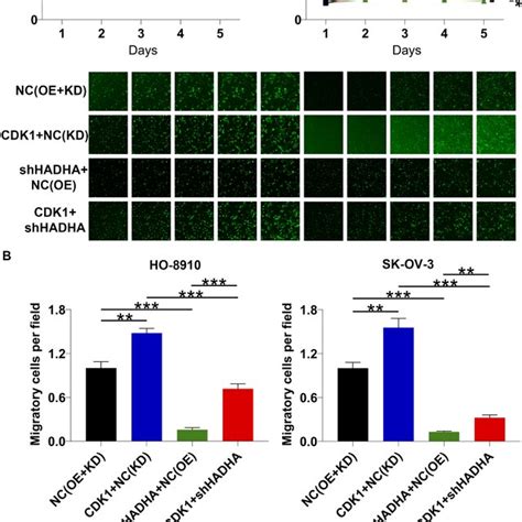 Hadha Was Frequently Upregulated In Ovarian Cancer A Ihc Analysis