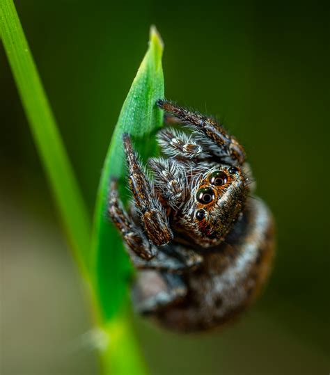 Olhos De Aranha Fotos Baixe Imagens Gratuitas Na Unsplash