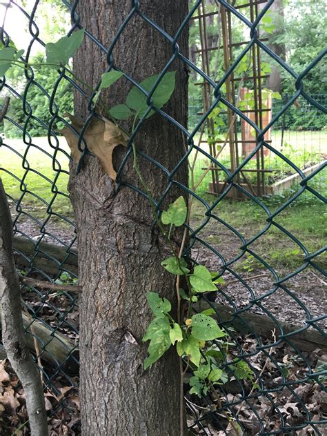 Tree Versus Fence R Natureismetal