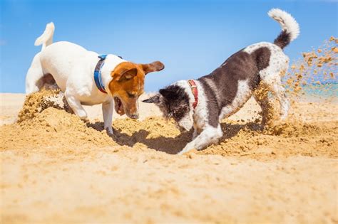 10 Easy Ways To Exercise Your Dog At Home Namib Dog Training