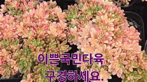 이쁜 국민다육 사세요~ Youtube