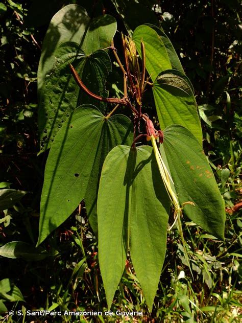 Bauhinia longicuspis Spruce ex Benth 1870 Présentation