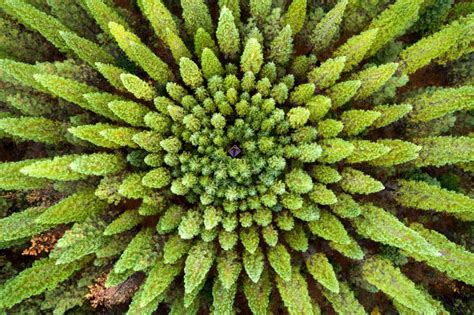 Symmetry In The Forest Pics