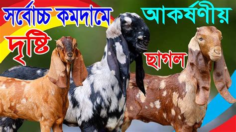 সর্বোচ্চ কমদামে চোখ ধাধানো সুপার হাই কোয়ালিটি সর্বোচ্চ মানের বিভিন্ন